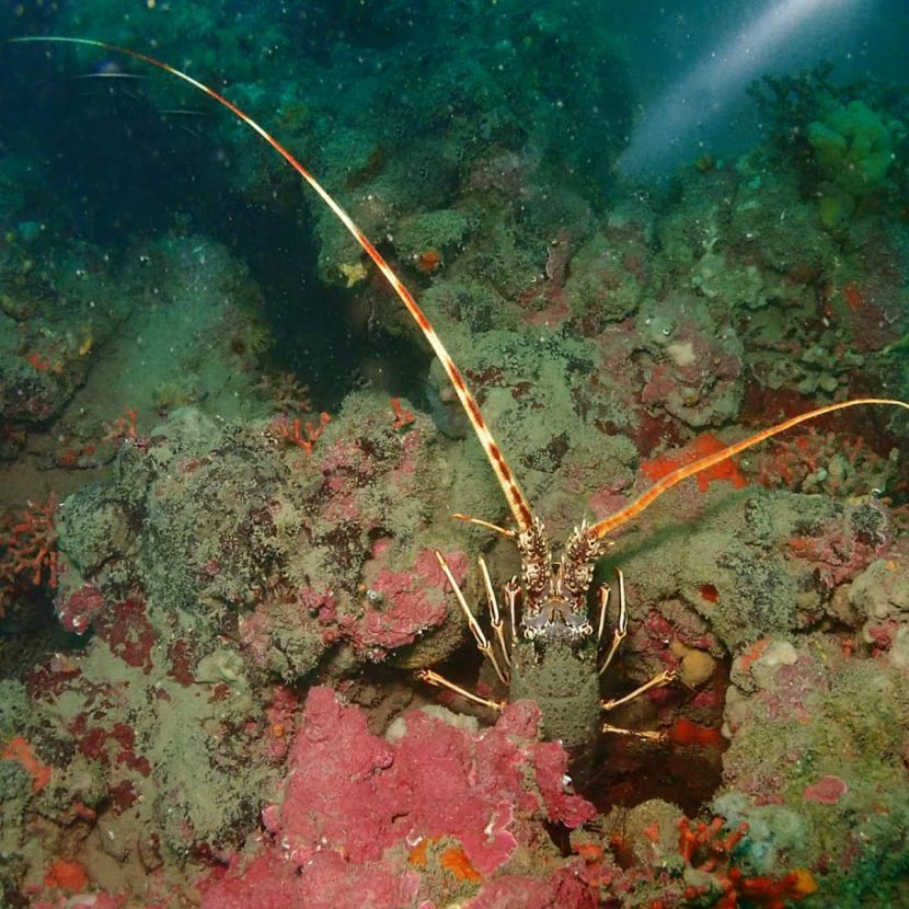 Langouste rouge de méditerranée - Plongée avec Olivier