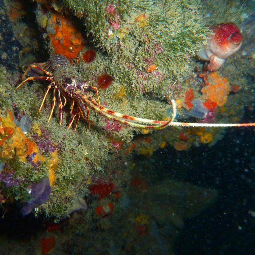 Langouste rouge de méditerranée - Plongée avec Olivier