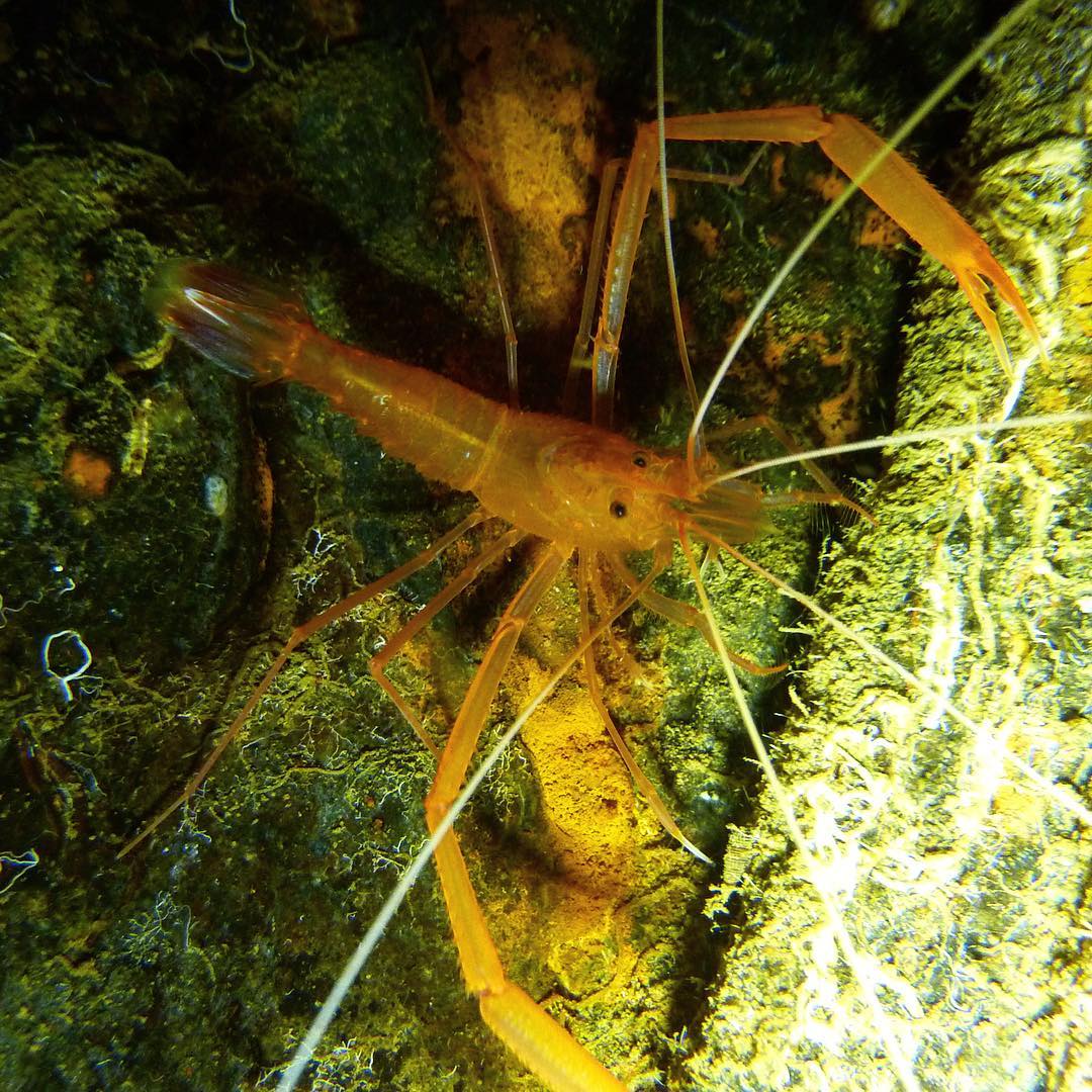 Crevette jaune cavernicole - Plongée avec Olivier